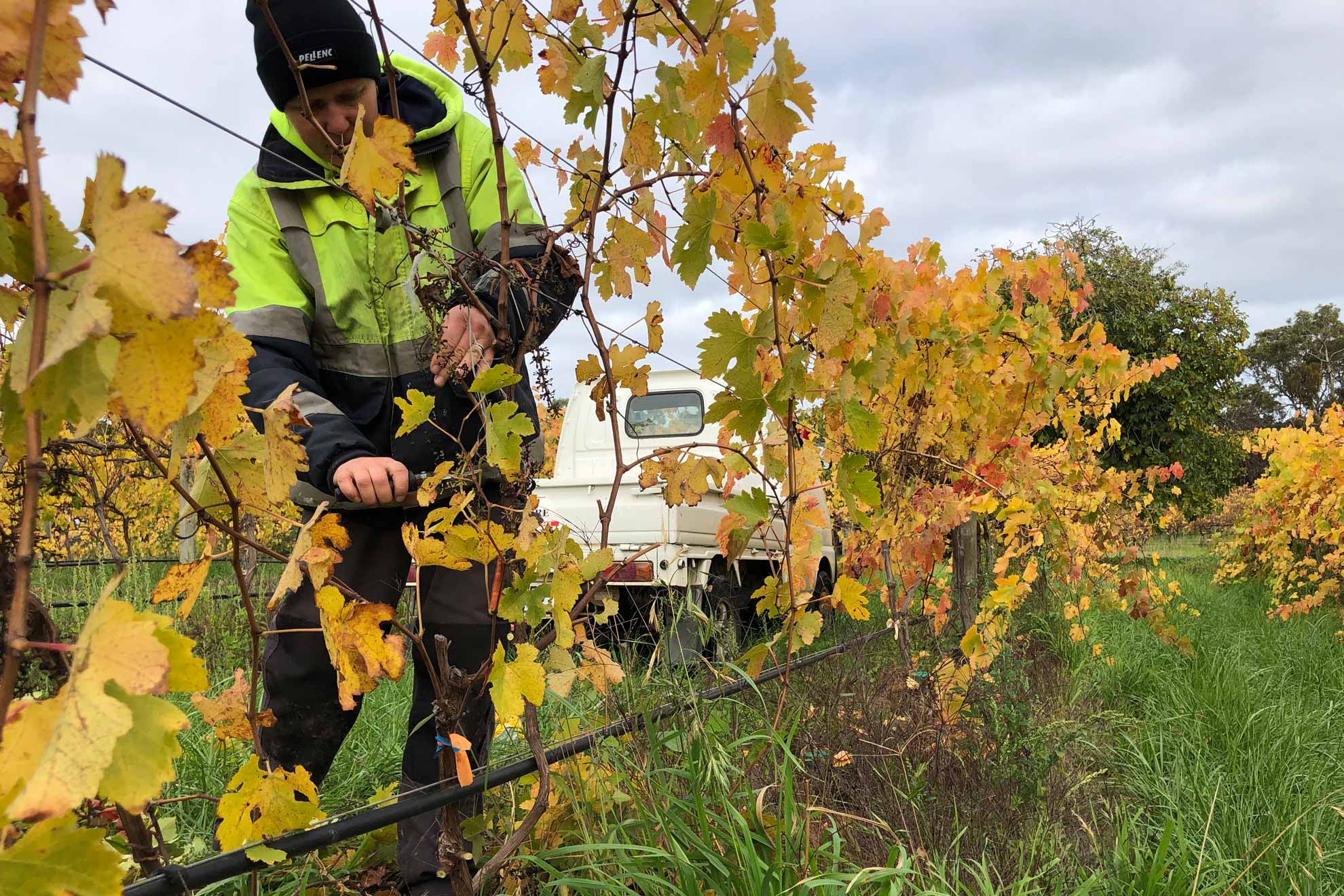 Pruning vines winter 2021 - Pridham Viticulture